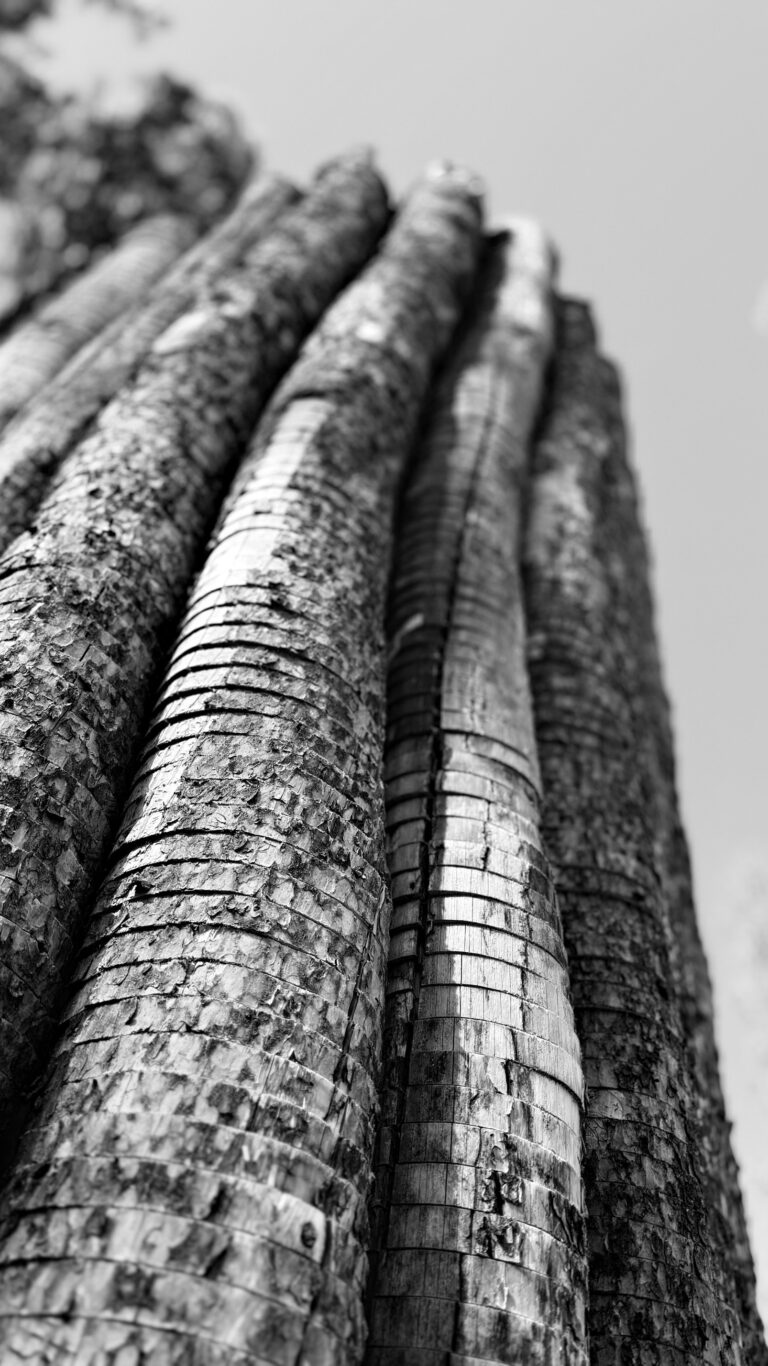 Studio – Mosaic Architecture